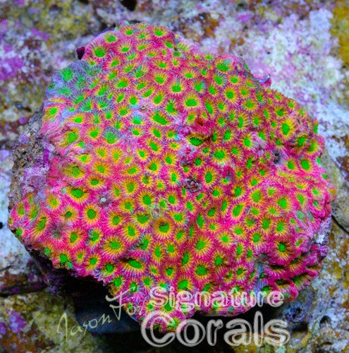LPS CORALS – Jason Fox Signature Corals