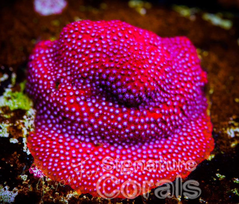 SPS CORALS – Page 2 – Jason Fox Signature Corals