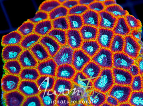 Jason Fox Crocodile Hunter – Jason Fox Signature Corals