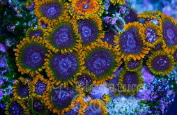 JASON FOX STARGAZER ZOA – Jason Fox Signature Corals